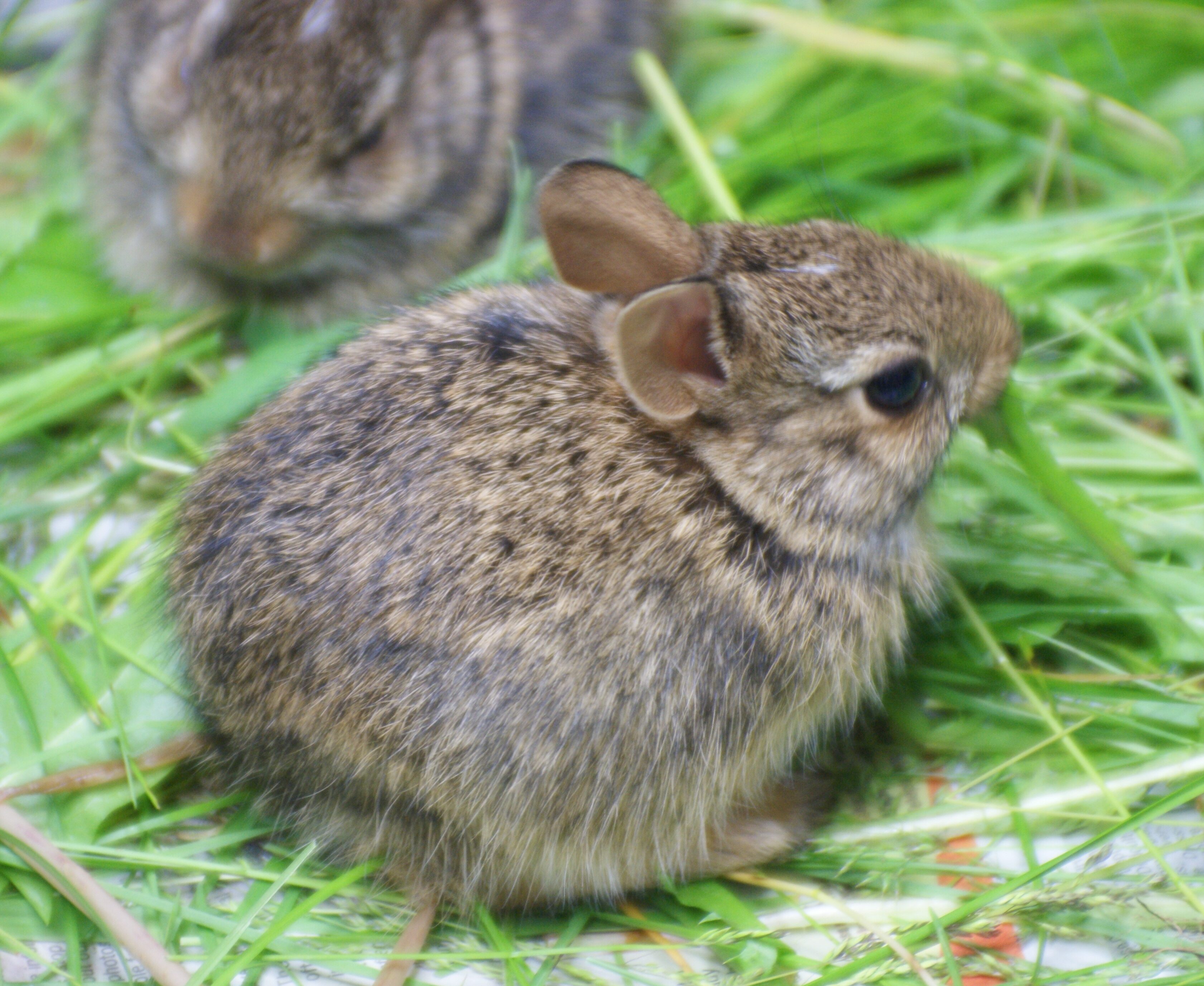 Amazing Captivating Cottontails - My Wildlife Rescue