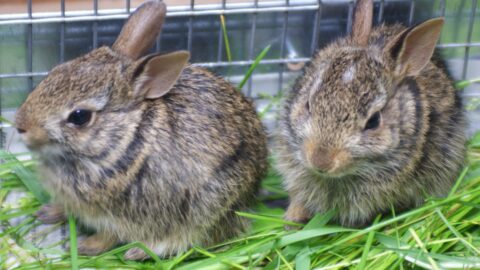 Caring for Abandoned Wild Baby Bunnies - My Wildlife Rescue