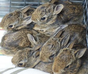 Caring for Abandoned Wild Baby Bunnies - My Wildlife Rescue