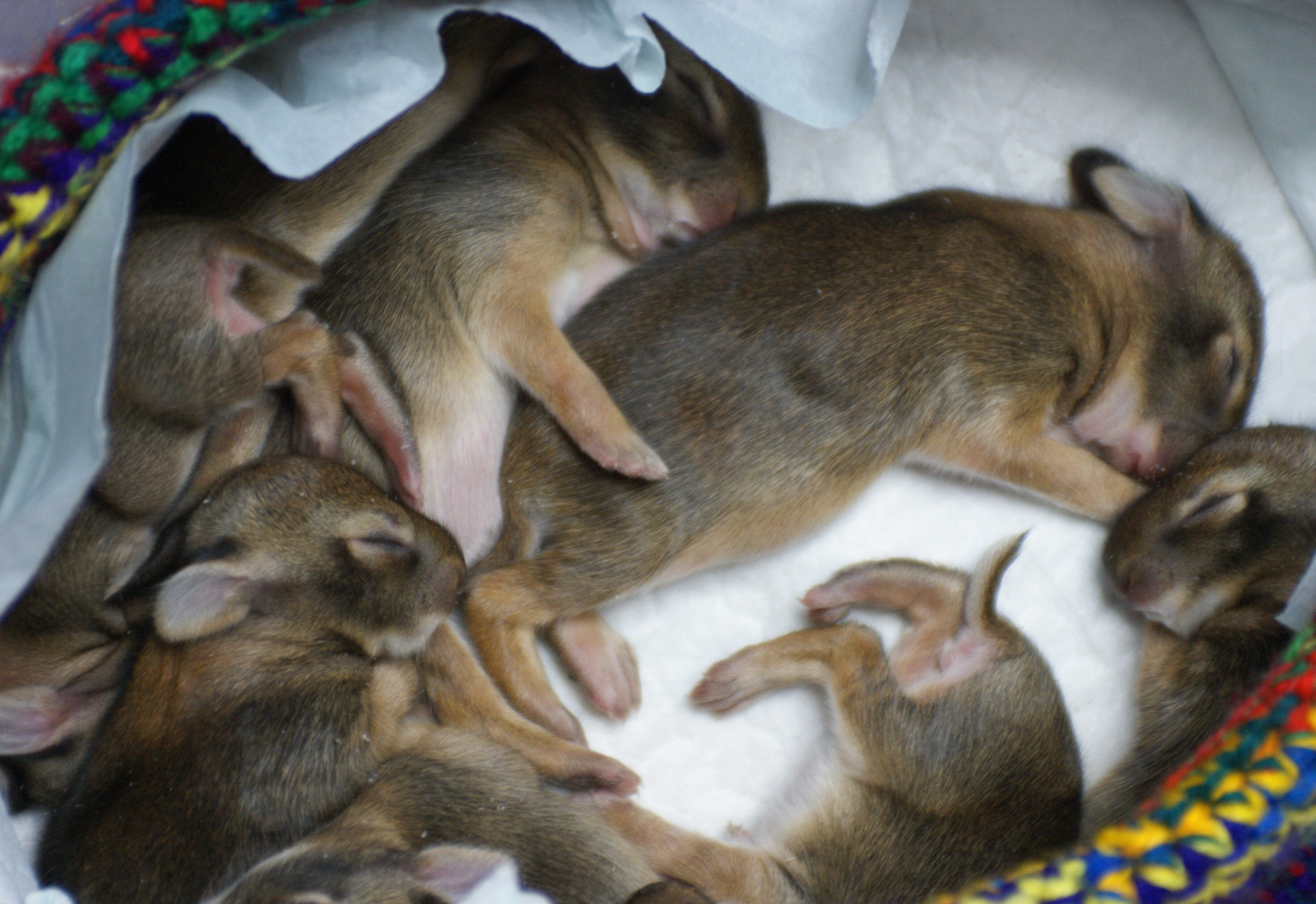 Does That Rabbit Really Need Rescuing? - My Wildlife Rescue