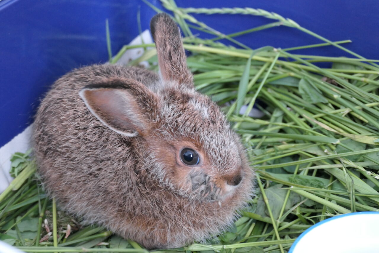 Caring for Abandoned Baby Hares - My Wildlife Rescue